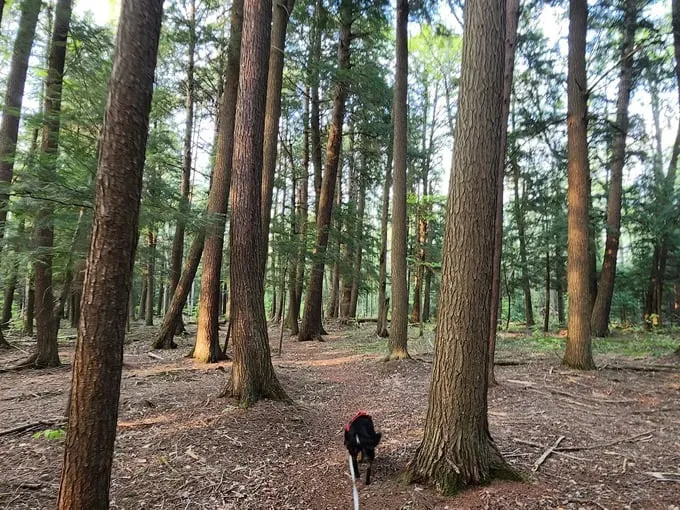 AuSable River Trail 4
