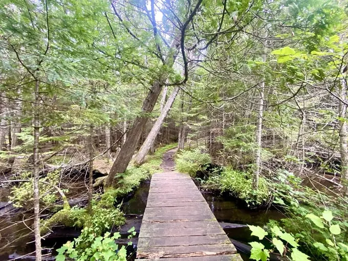 AuSable River Trail 6