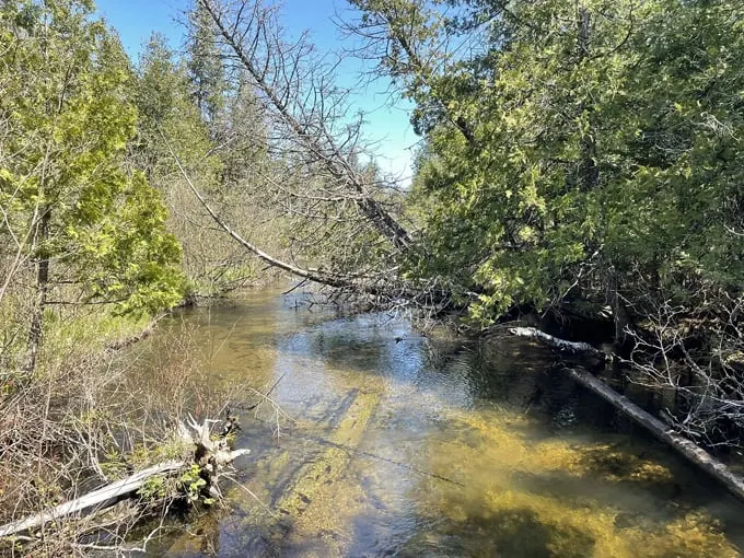 AuSable River Trail 7