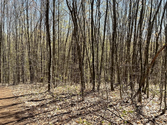 AuSable River Trail 9