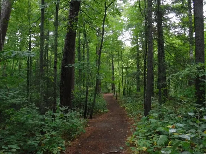 avenue of pines scenic byway 6