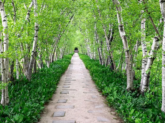 Birch Tree Allée 1