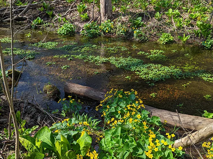 Cedar Bog Nature Preserve 5