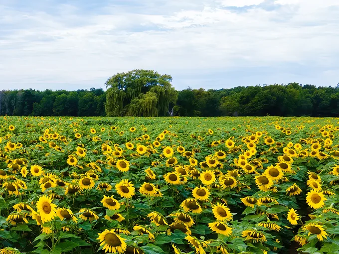 Degen Sunflower Farm 1