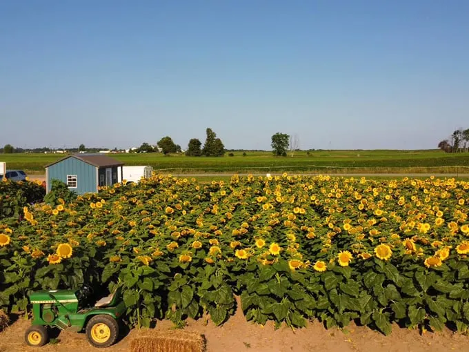 Degen Sunflower Farm 2