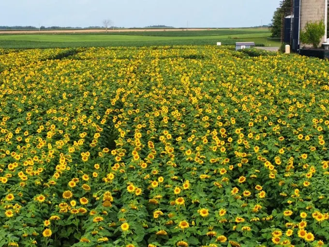 Degen Sunflower Farm 3