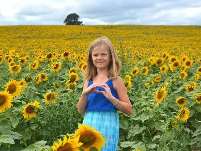 Degen Sunflower Farm 4