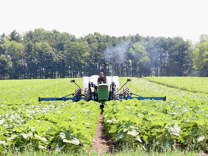 Degen Sunflower Farm 6