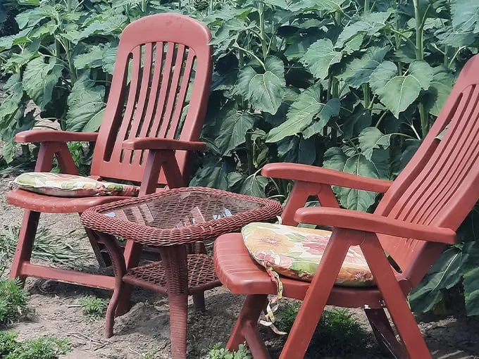 Degen Sunflower Farm 7
