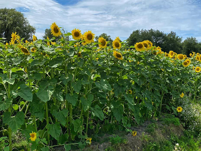 Degen Sunflower Farm 9