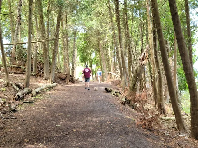 fayette overlook trail 5