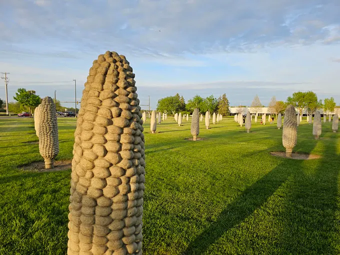 field of corn 1