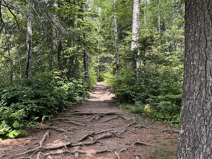 fifth falls and superior hiking trail loop 4