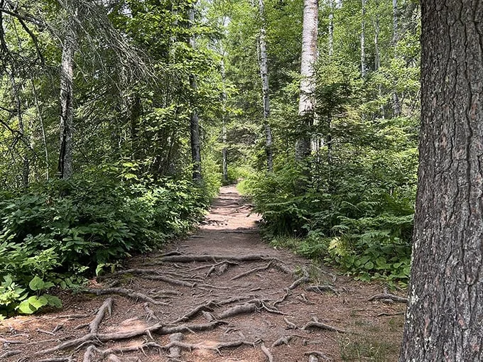 fifth falls and superior hiking trail loop 4