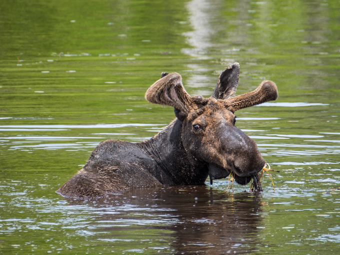 Isle Royale 4
