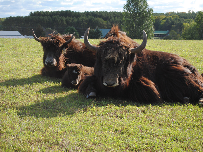 Kiwidinok Farm 2