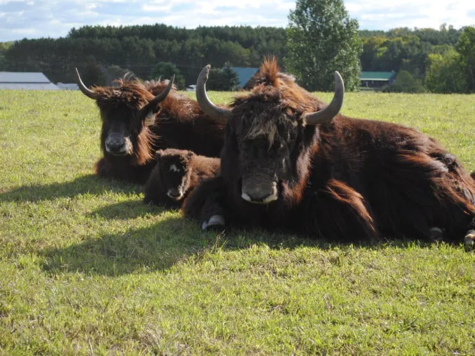 Kiwidinok Farm 2