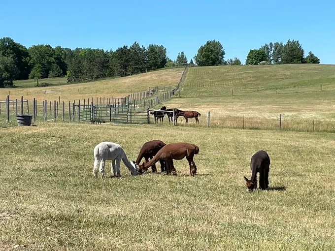 Kiwidinok Farm 3