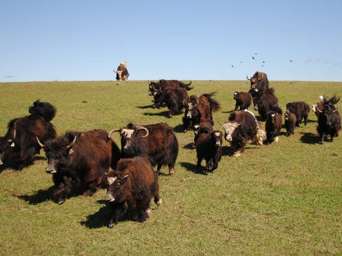 Kiwidinok Farm 4