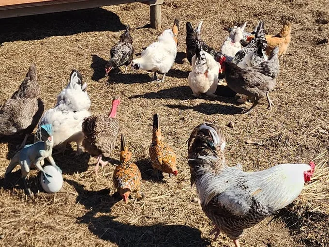 Kiwidinok Farm 5