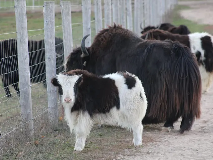 Kiwidinok Farm 8