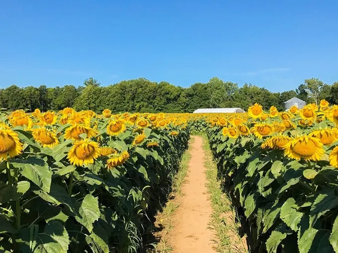 L&A Family Farms 2