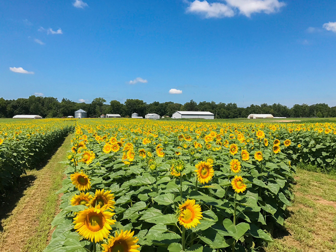 L&A Family Farms 3