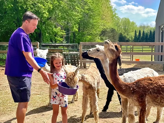 Magic Meadows Alpacas 1