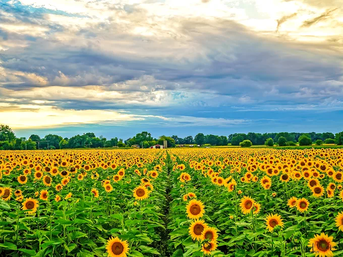 Munsell Farms 1