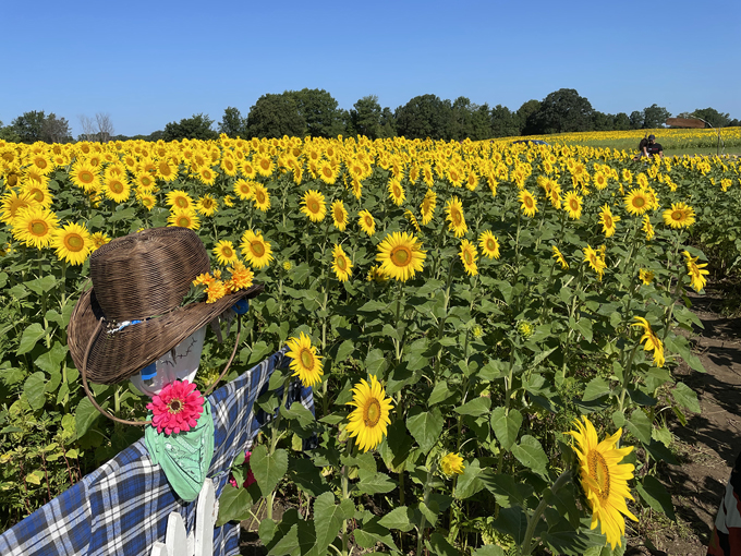 Munsell Farms 2