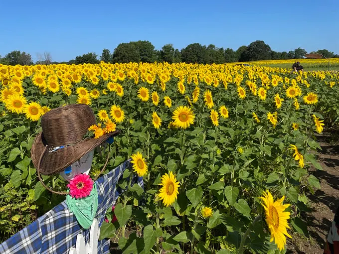 Munsell Farms 2