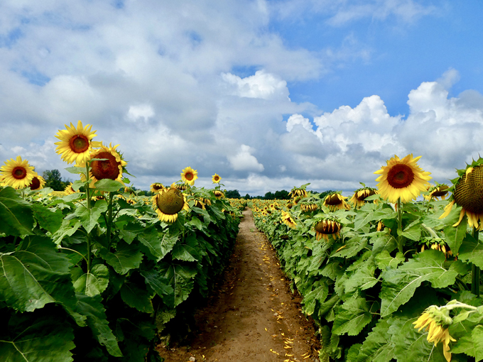 Munsell Farms 3