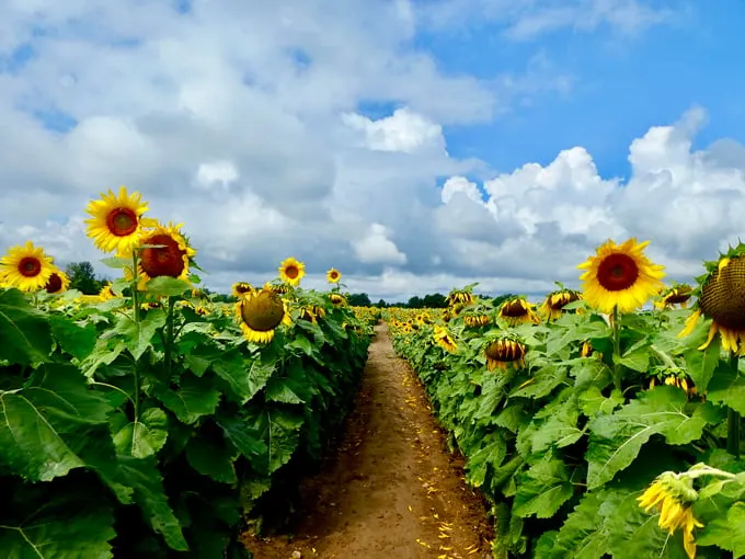 Munsell Farms 3