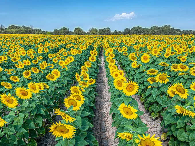 Munsell Farms 4