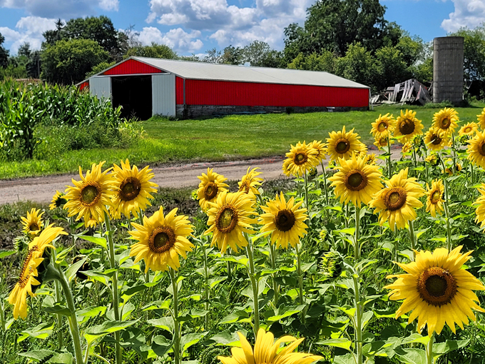 Munsell Farms 5