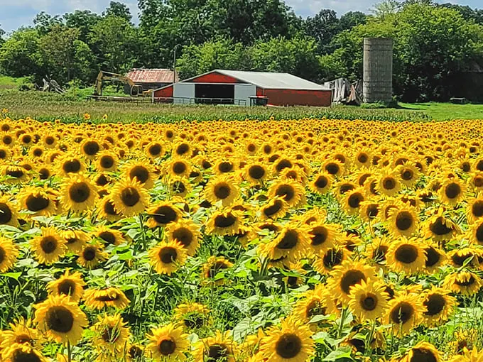 Munsell Farms 7