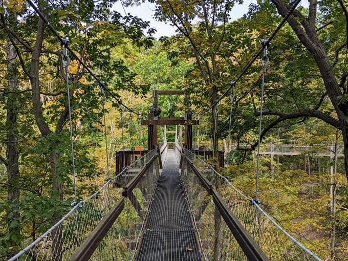 murch canopy walk 1