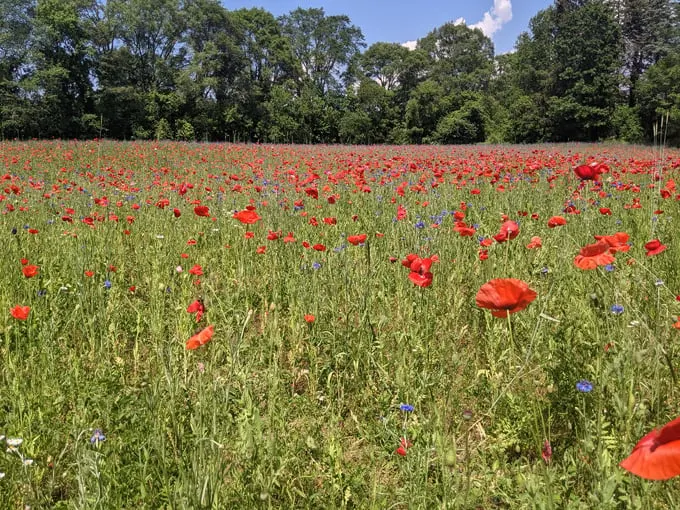 pleasant hill farm 5
