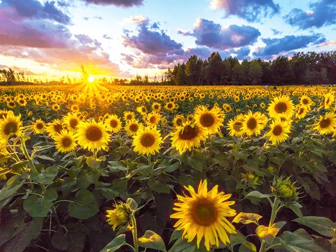 Prayers From Maria Sunflower Field in Avon 1