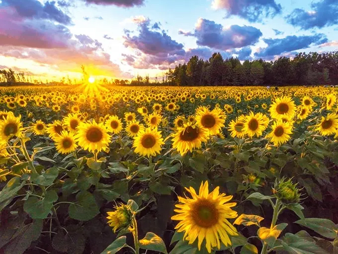 Prayers From Maria Sunflower Field in Avon 1