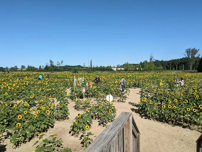 Prayers From Maria Sunflower Field in Avon 2