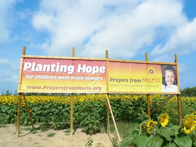 Prayers From Maria Sunflower Field in Avon 3