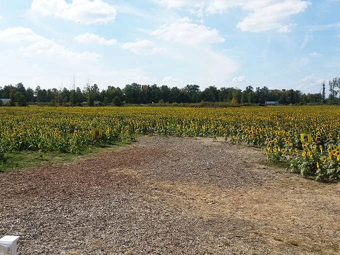 Prayers From Maria Sunflower Field in Avon 5