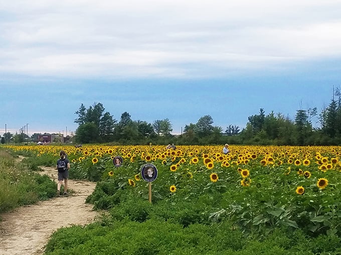 Prayers From Maria Sunflower Field in Avon 7