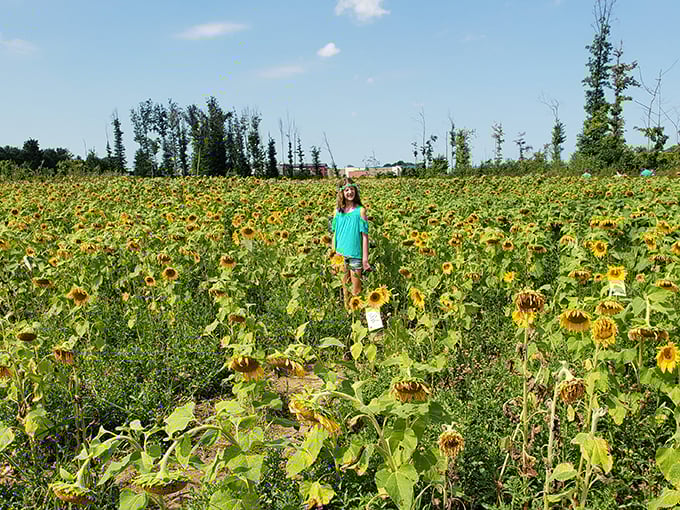 Prayers From Maria Sunflower Field in Avon 9