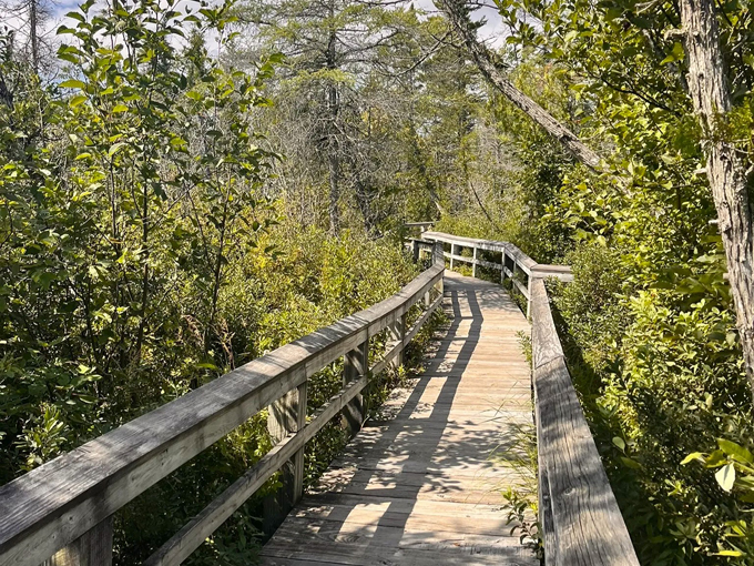 Sand Point Marsh Trail 2