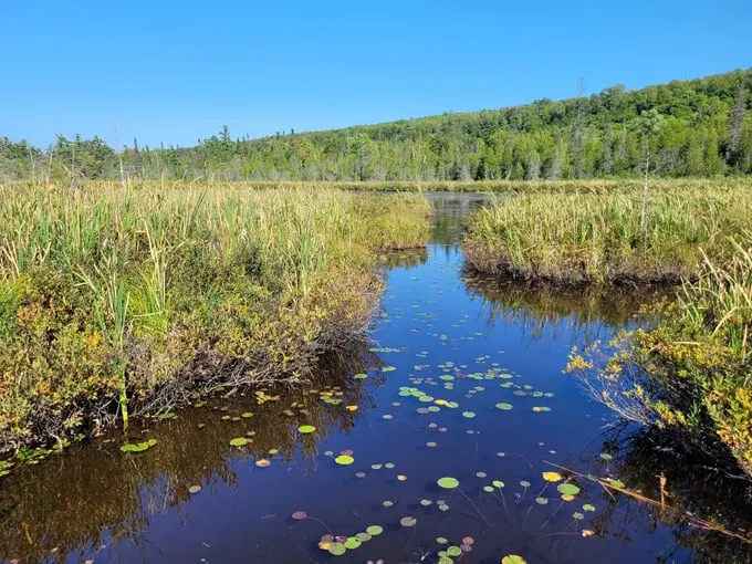 Sand Point Marsh Trail 5