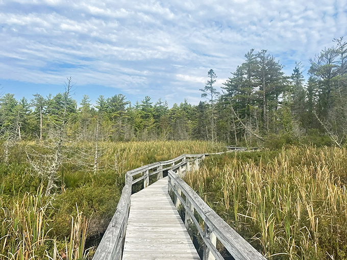 Sand Point Marsh Trail 1