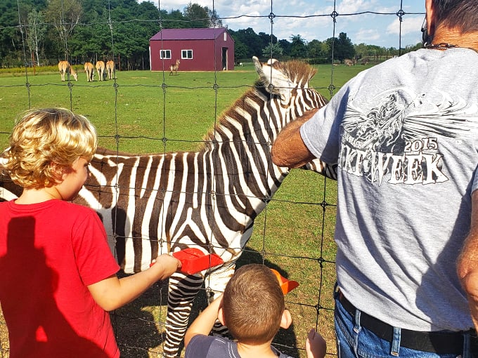 Shamba Safari 3