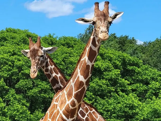 Shamba Safari 4